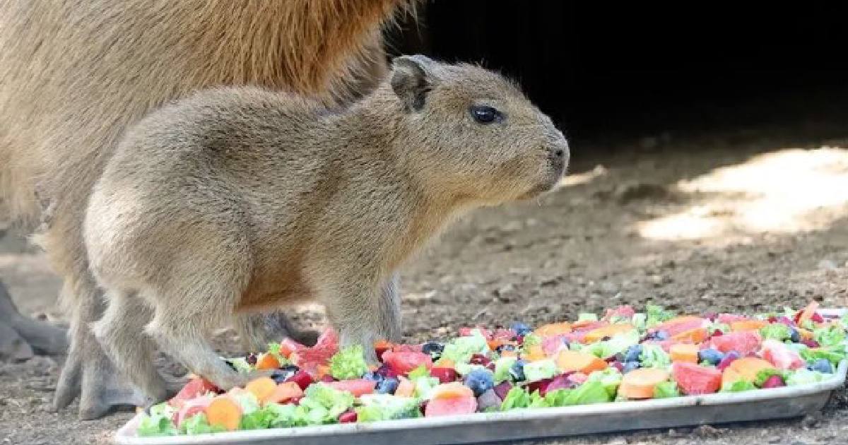 Nace Capibara En Bioparque Estrella Monterrey